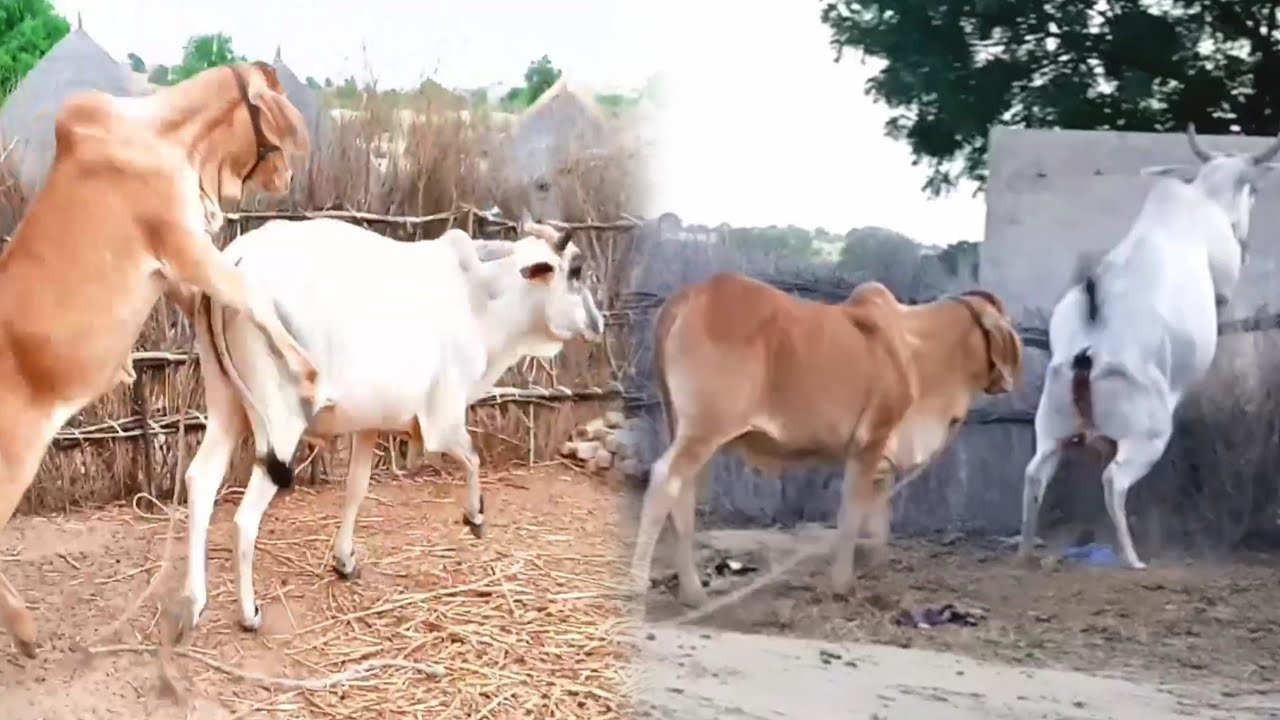 The calf is playing with the cow - YouTube
