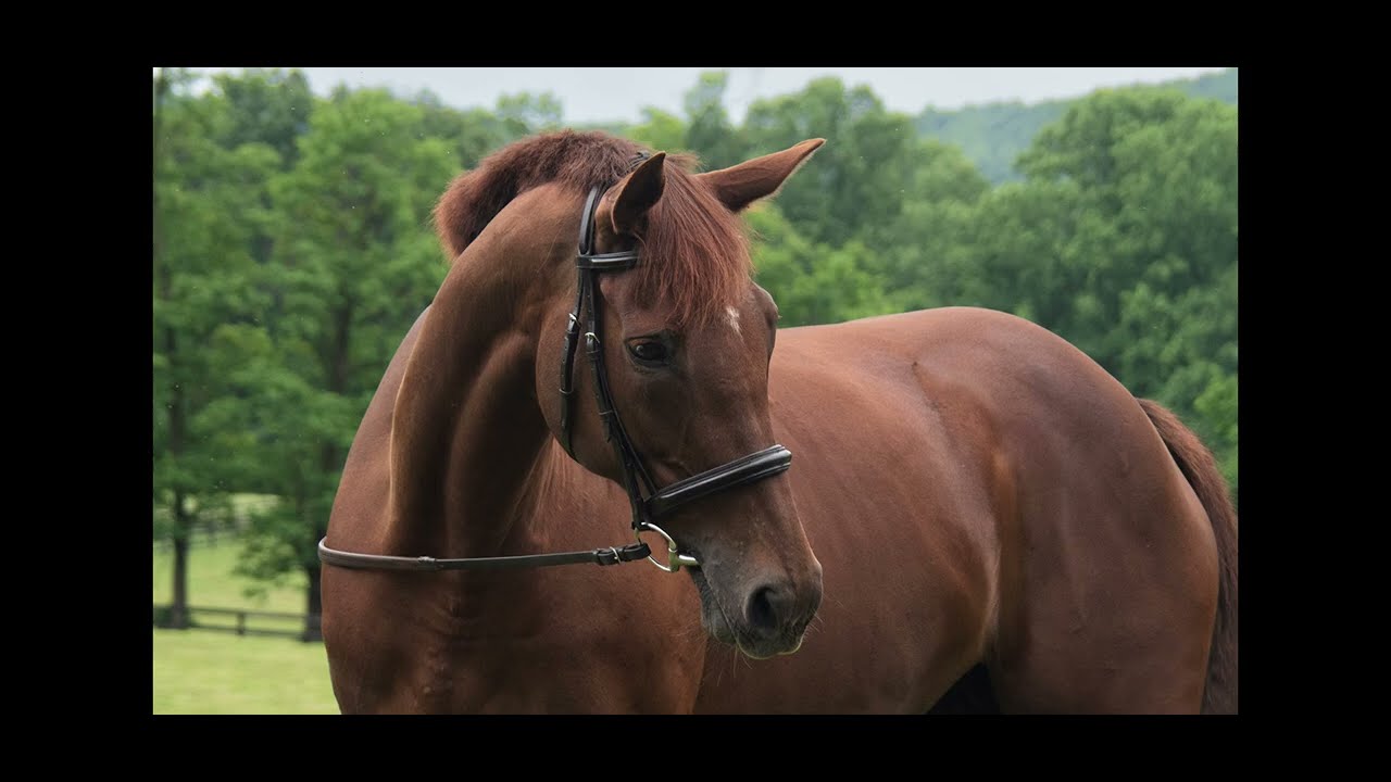 Flight Benefits (aka Bennie) flatwork June 2024 - YouTube