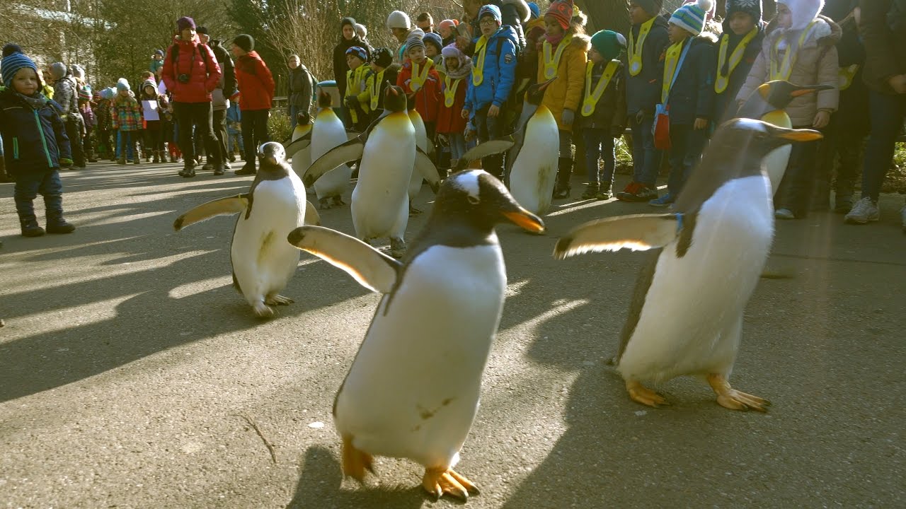 Penguin Walk (Ultra HD) - YouTube