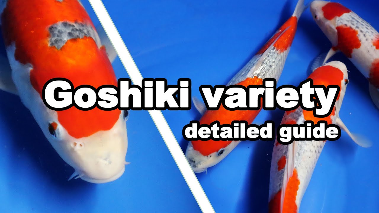 Goshiki | Koi Fish variety Guide - YouTube