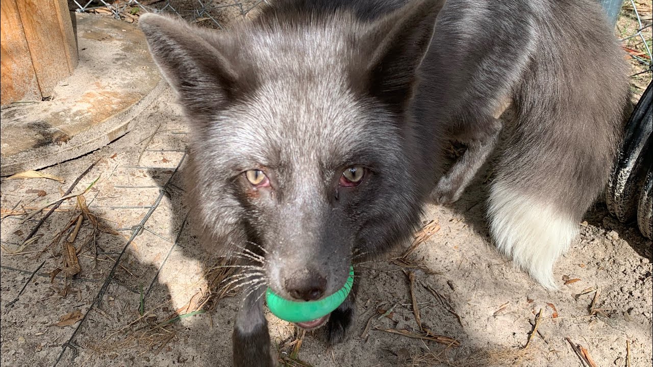 The Foxes at Fox Tales Florida have picked a Super Bowl winner!! - YouTube