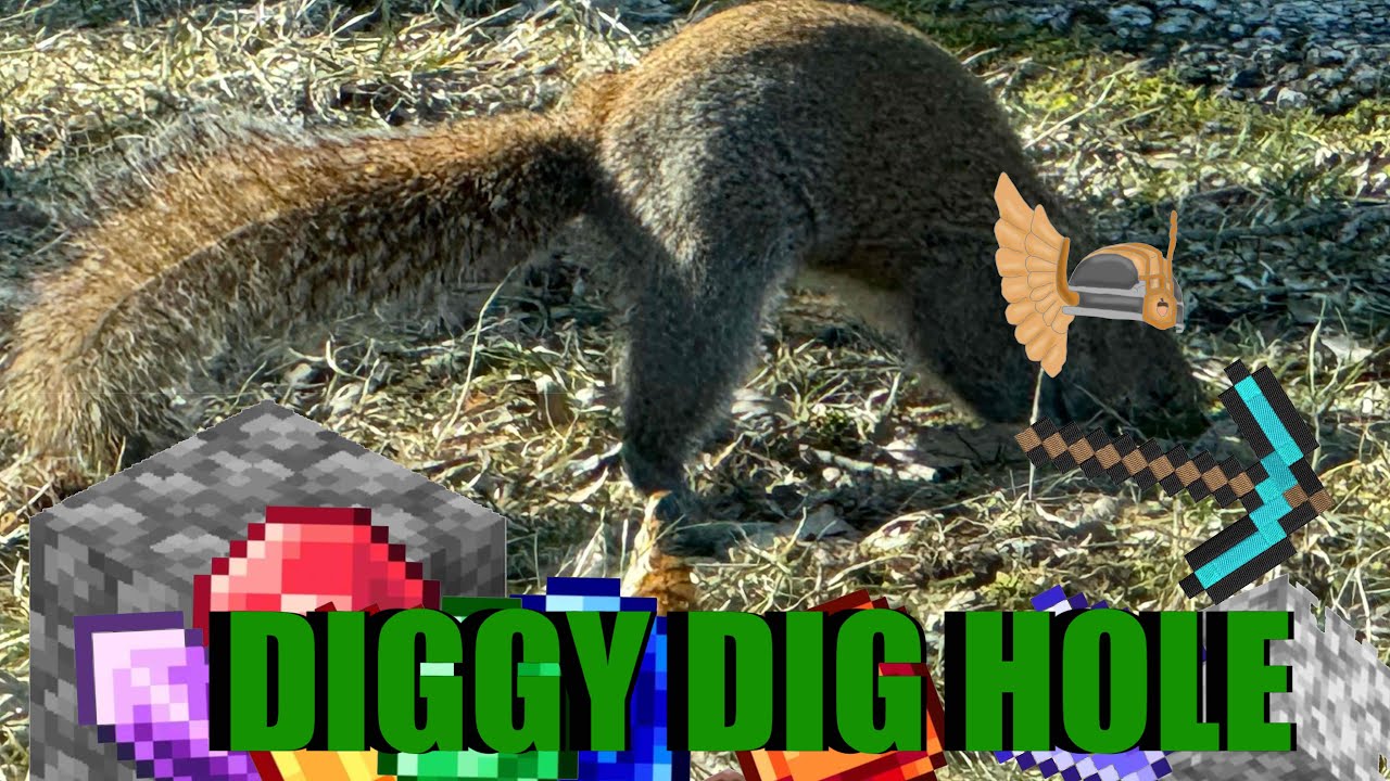 Squirrel 🐿️ Diggy Dig Hole - YouTube