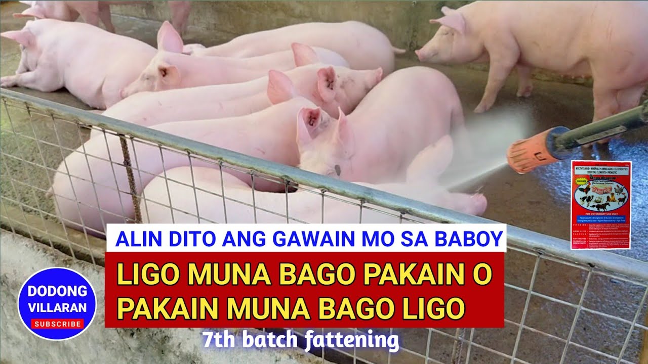 LIGO MUNA BAGO PAKAIN SA BABOY O PAKAIN MUNA BAGO LIGO / Dodong ...