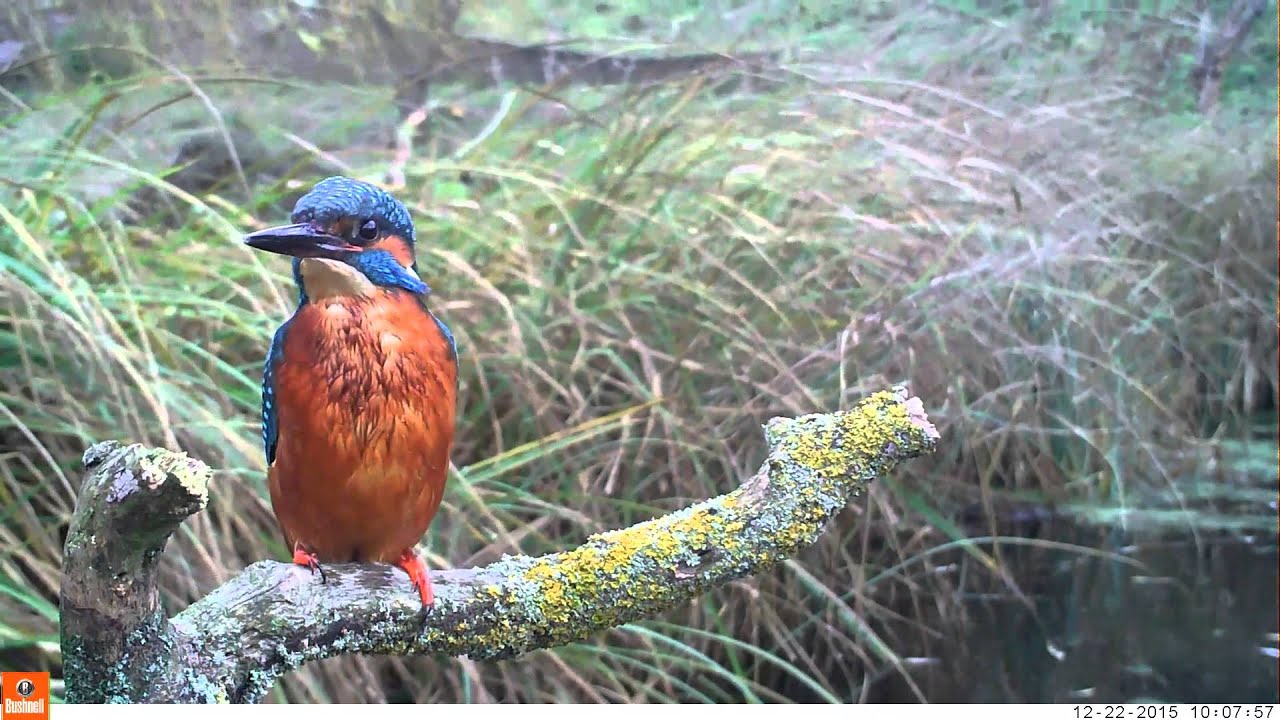 Kingfisher face on with fish030 - YouTube