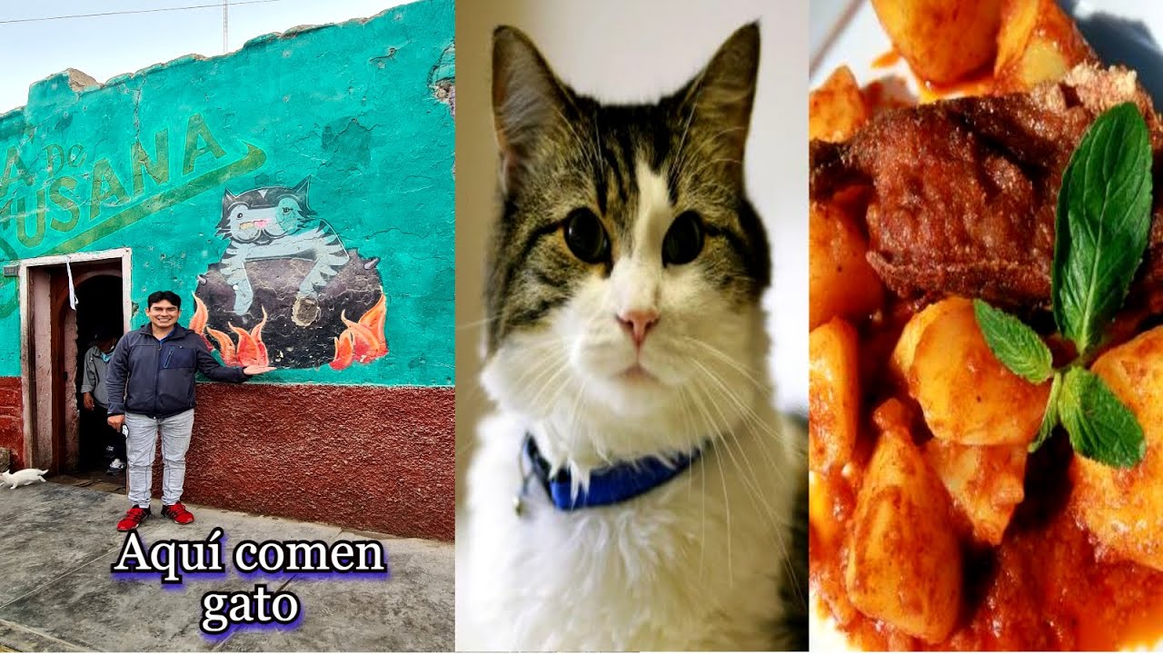 La ciudad peruana en donde comen gato (El Carmen, Chincha) - YouTube