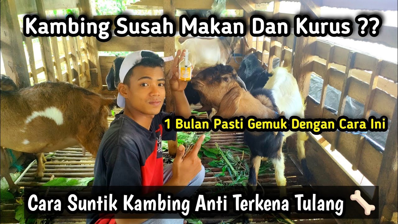 Cara Menyuntik Vitamin Kambing Agar Gemuk Dan Sehat - YouTube