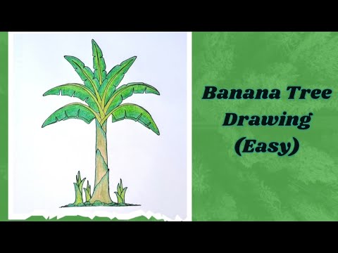 How to Draw Banana Tree Step by Step (Easy)|| Banana Tree Drawing for ...