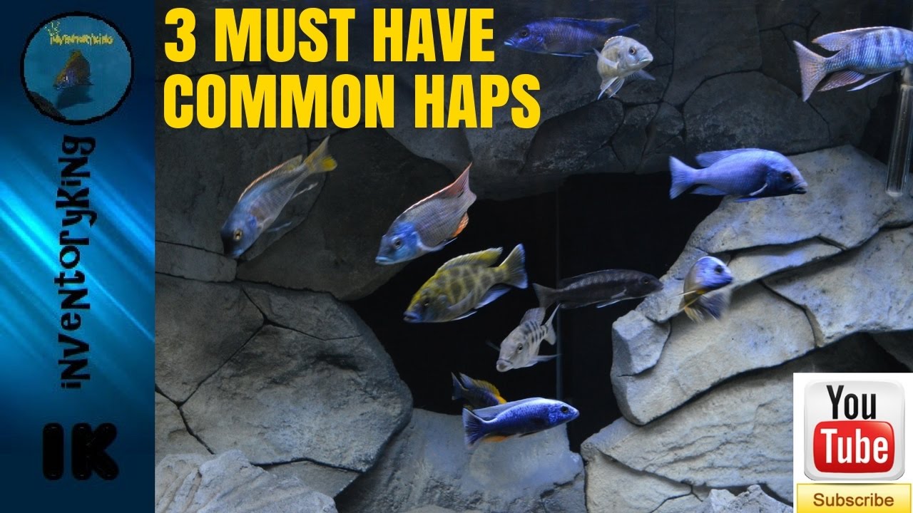 3 Must Have Common Haps | For Every African Cichlid Aquarium | Tank ...