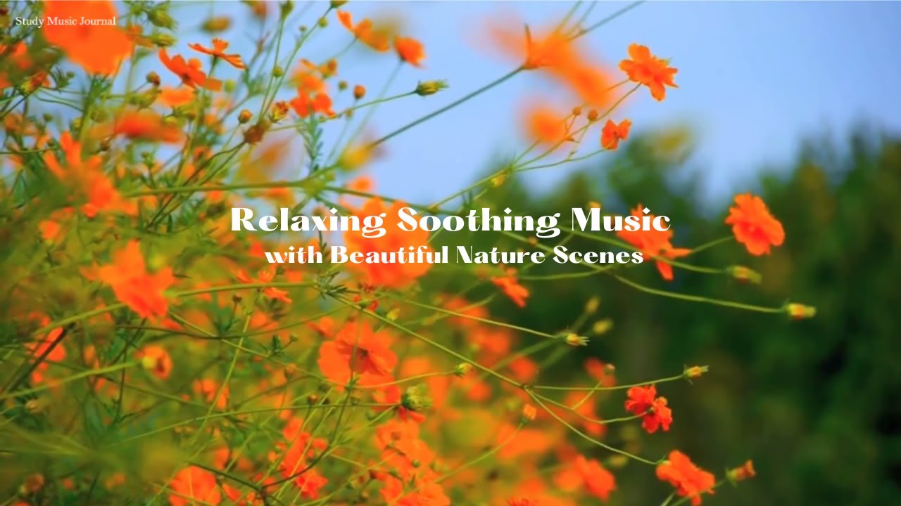 Relaxing piano music with Beautiful Nature - Study Music, Meditation ...