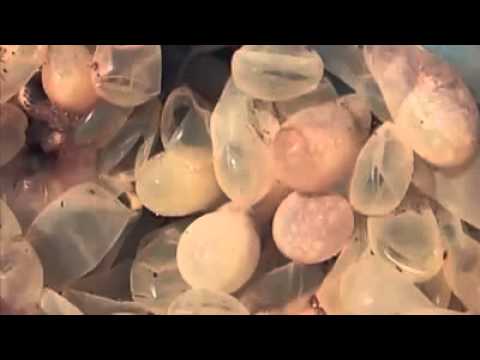 Pulpos bebes saliendo de sus huevos - YouTube