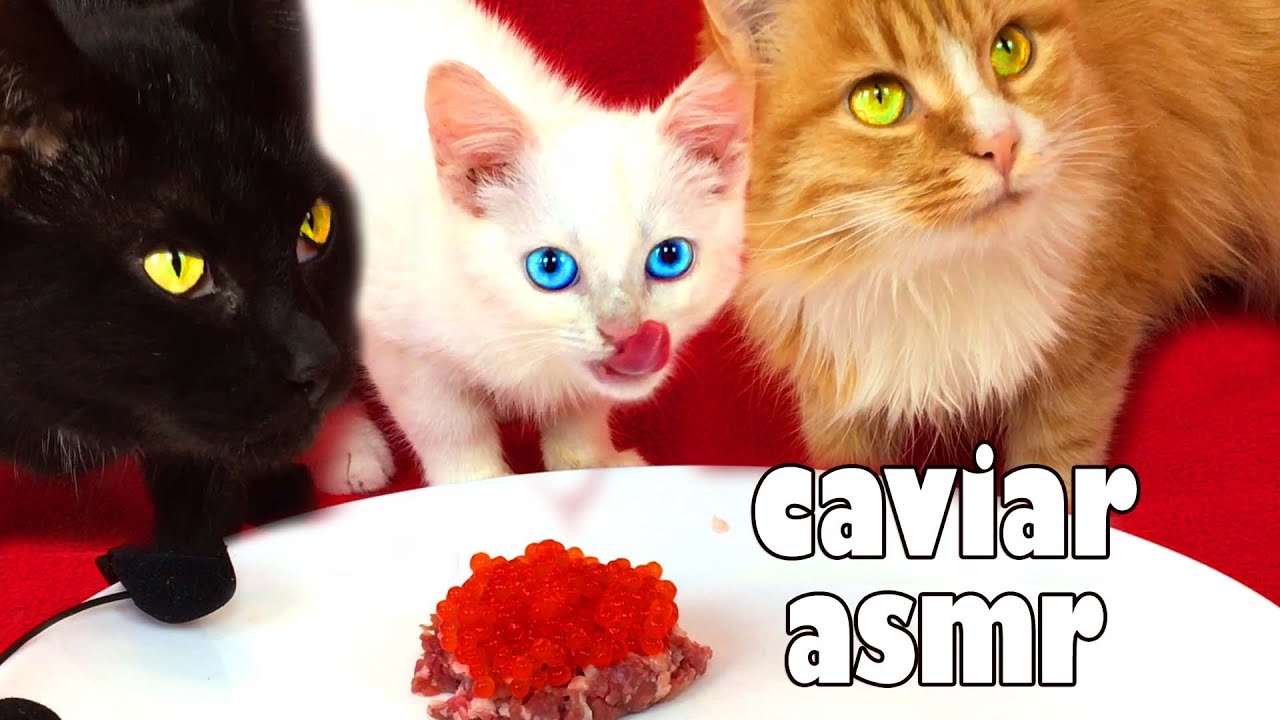 ASMR CATs love caviar sandwiches Cats eating raw meat and caviar - YouTube