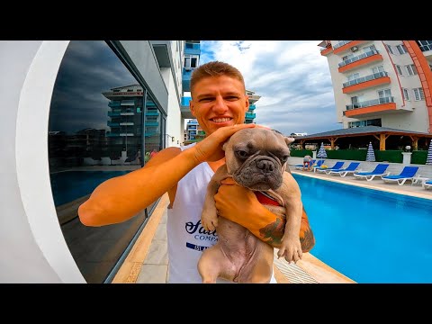 ДАНЯ ЗАХОТЕЛ КУПИТЬ ФРАНЦУСКОГО БУЛЬДОГА 🐶