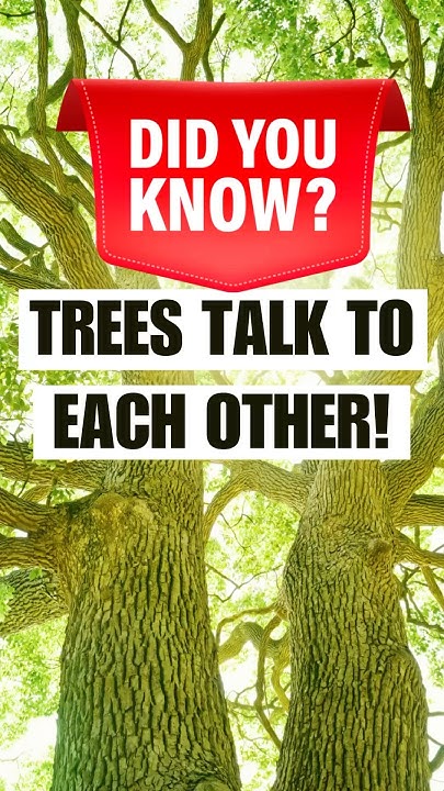 How Trees Talk To Each Other! Learn Their Secrets! #shorts # ...