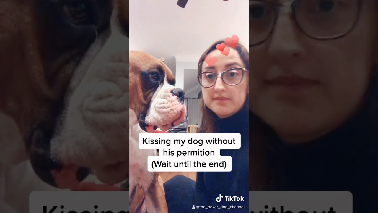 Grumpy boxer dog doesn’t like to get kisses😂SO FUNNY AND HILARIOUS # ...