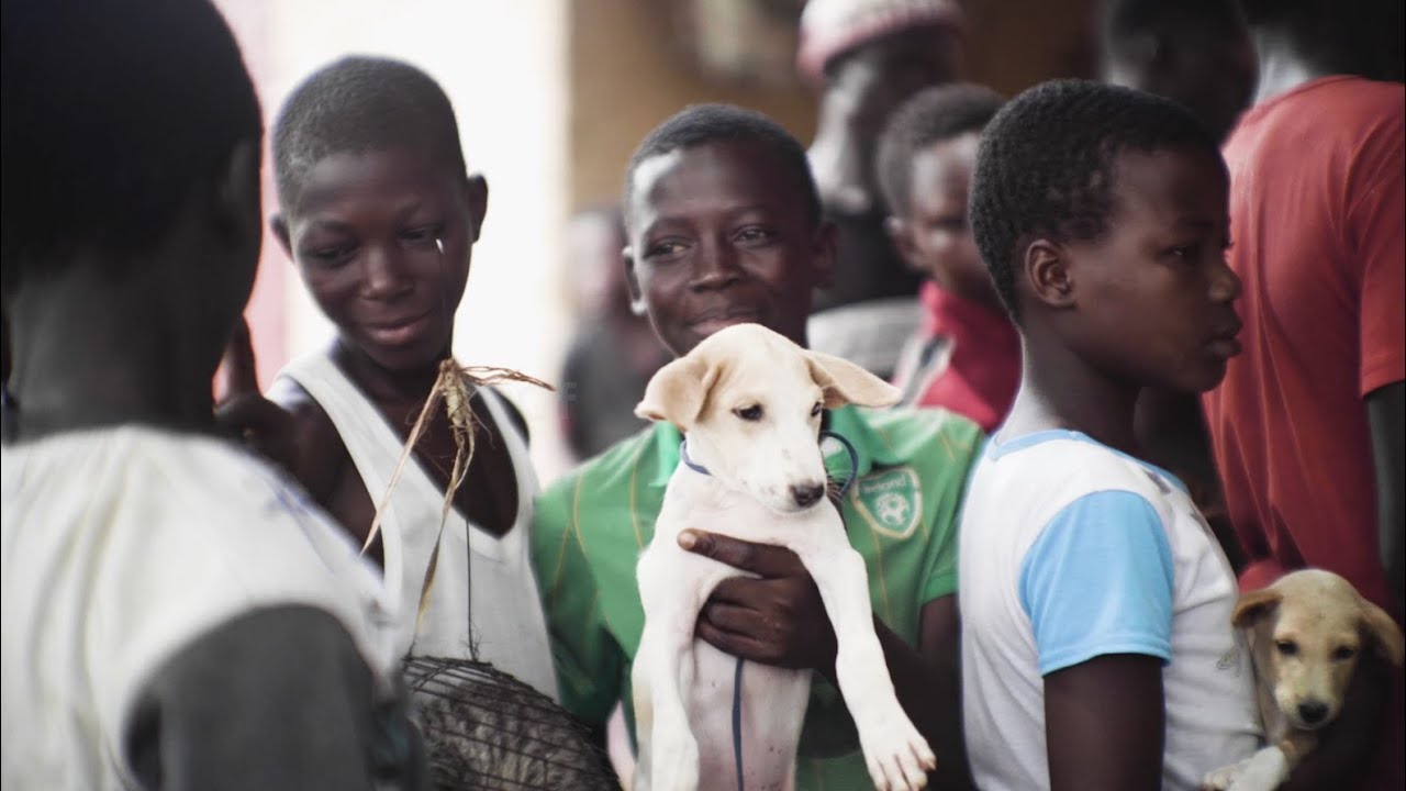 This Vet Vaccinates Dogs Against Rabies in Ghana | Global Citizen ...