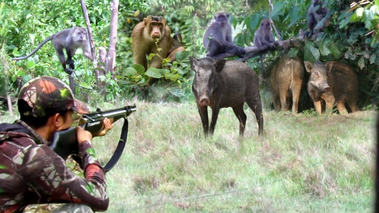 WILD BOAR HUNTING&MANGKY KING' SKUIREL PERUSAK KEBUN PETANI - YouTube