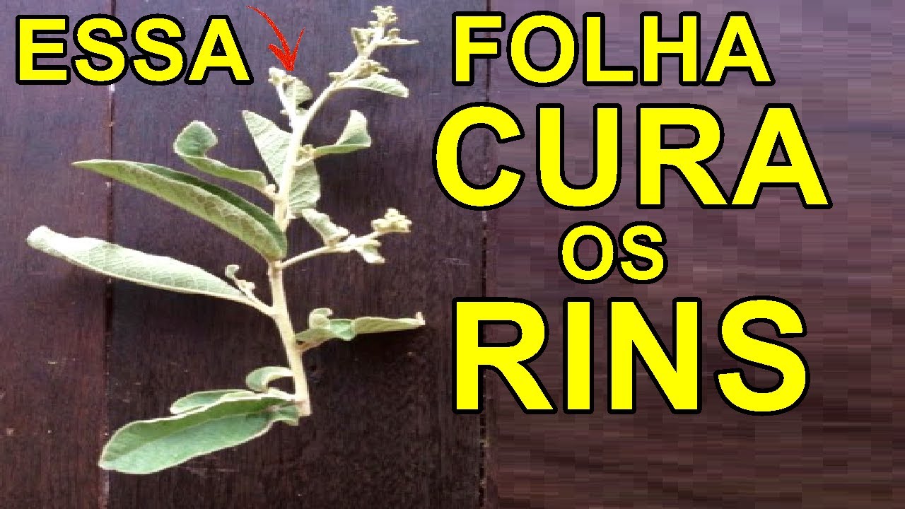 Infecção Urinária, Pedras nos Rins, Ácido Úrico, Ureia e Creatinina ...