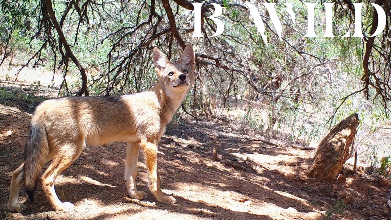 Forest Wildlife | Gray Fox, Ringtail, Coyote, Bobcat, Roadrunner, Skunk ...