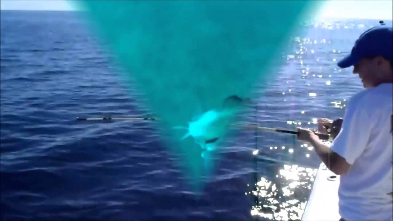 Fish Saver Demo Video - YouTube