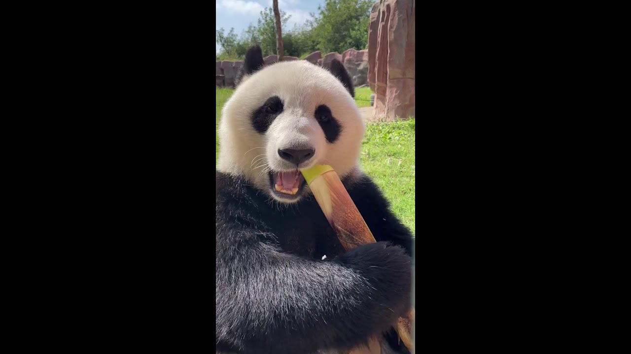 ASMR! Sound of Panda Eating Is So Stress Relieving😋刚到的大笋来试吃一下~看可爱的熊猫吃播好 ...