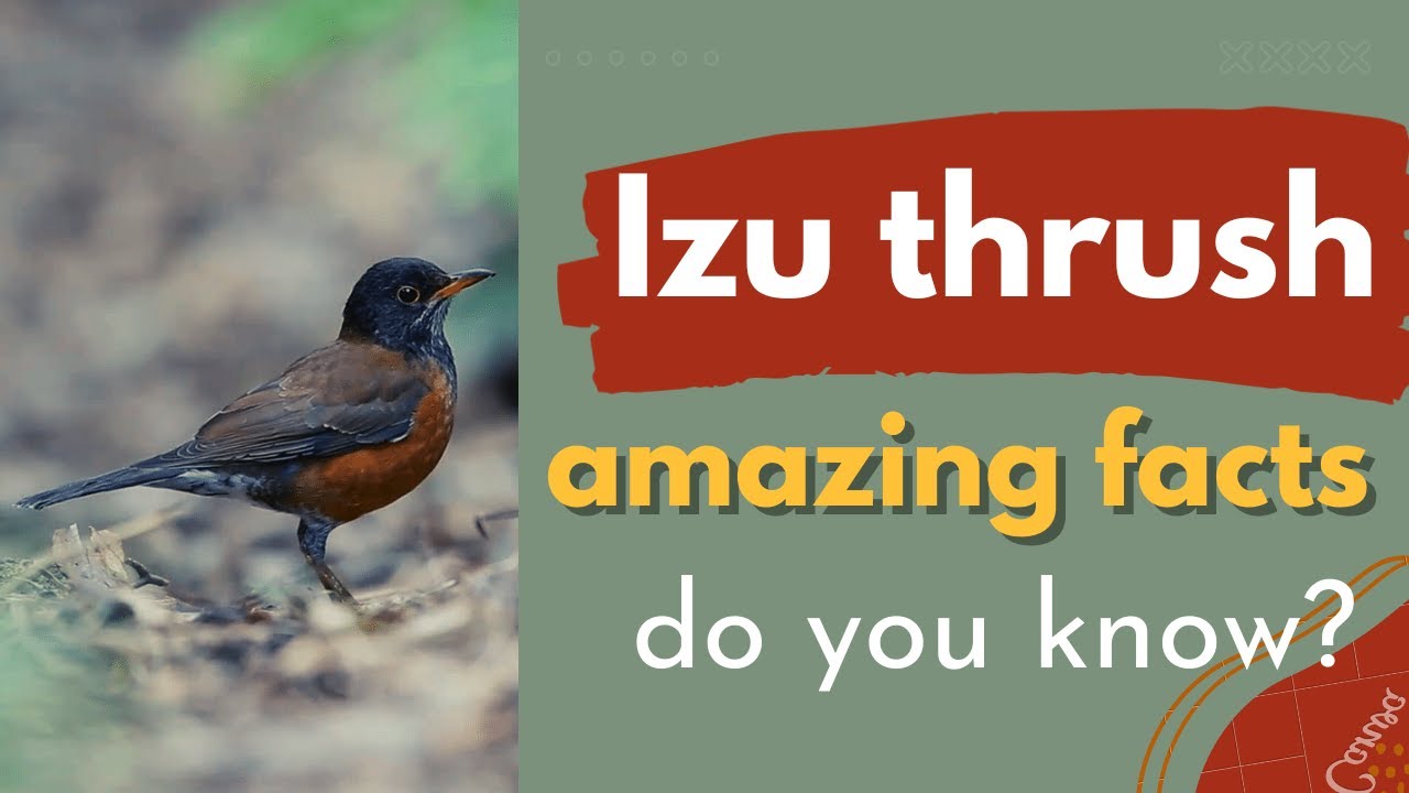 The Izu thrush facts | Izu Islands thrush | native to Japan - YouTube