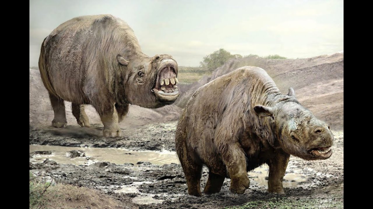 Animals Native South America