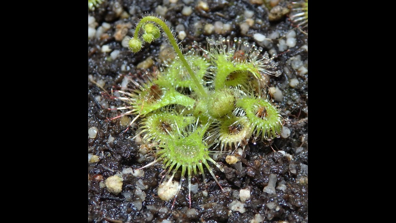 Beute katapultierender Sonnentau / Catapulting Sundew - YouTube