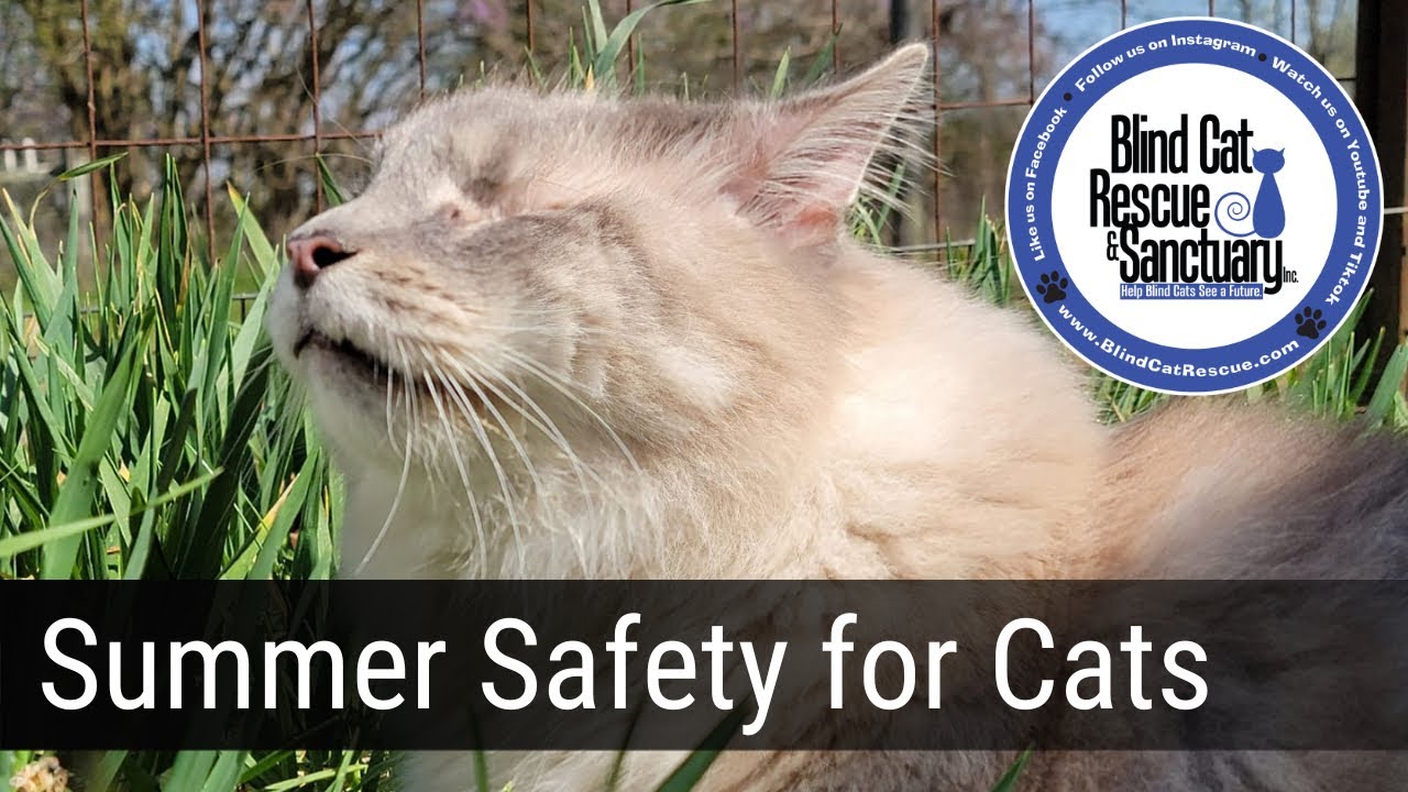 BCR News: Summer Safety For Cats - YouTube