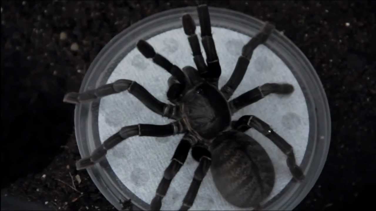 Nearly bitten by highly venomous tarantula - YouTube