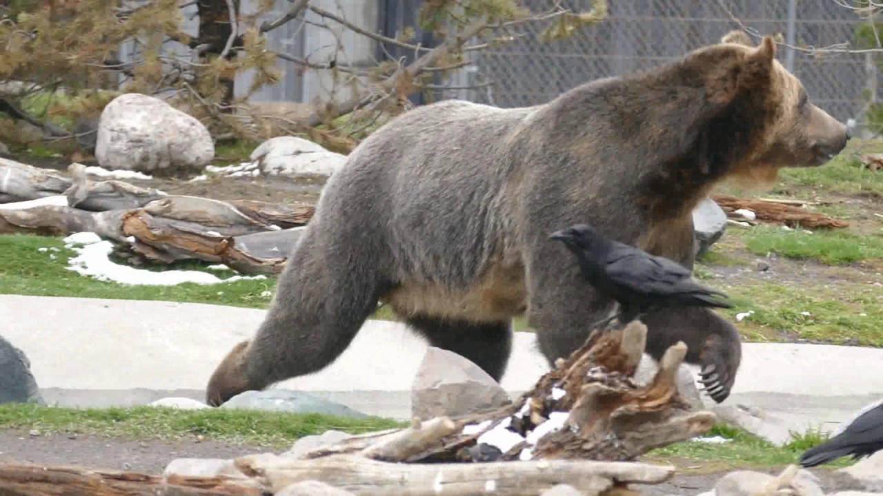 Grizzly and Wolf Discovery Centre - West Yellowstone - 05/2017 - YouTube