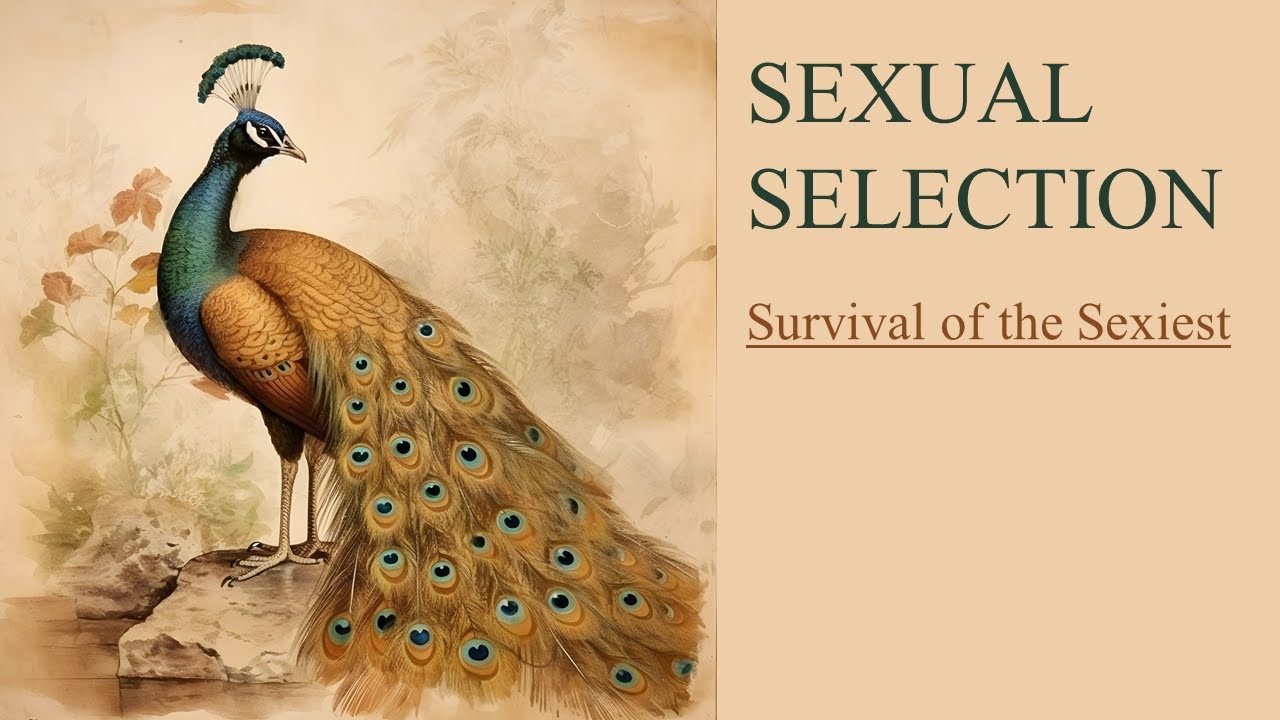 Sexual Selection - Survival of the Sexiest । Introduction । Ecology ...