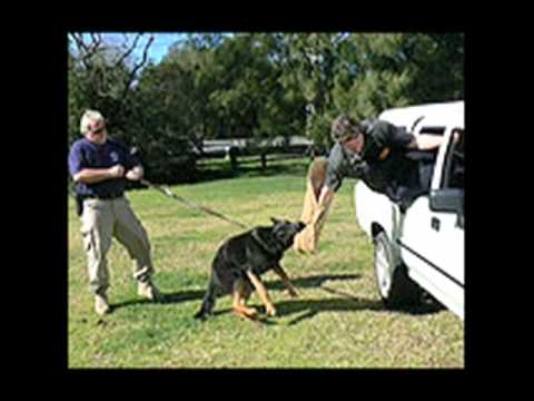Popo Dogs - YouTube