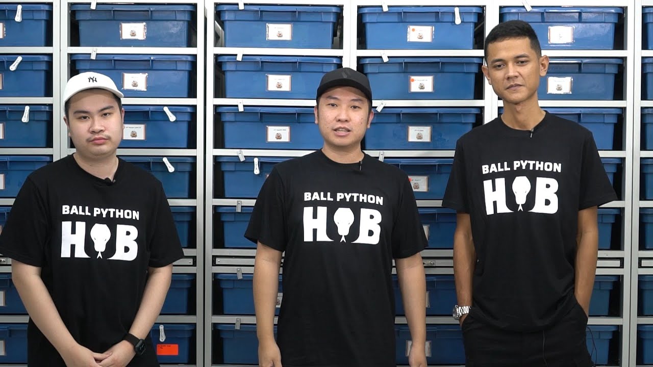 Ball Python Hub Introduction - YouTube