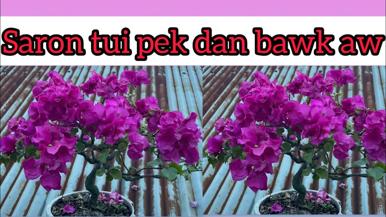 Saron par chuai tawh enkawl zui dan #bougainvilleaflower #rooftopgarden ...