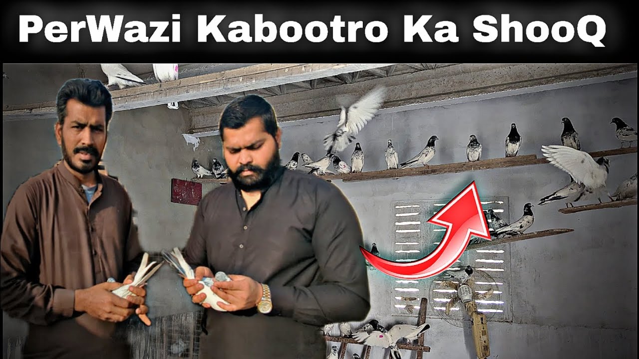 PerWazi Kabootro Ka Shooq /Saud Rajput Pigeons ️ - YouTube