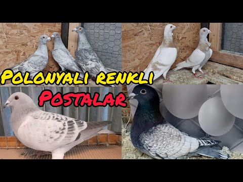 Polonyalı renkli postalar ispanyol pempe rubella stencil opal brieftaube#aksoyfiloelvanguvercinleri