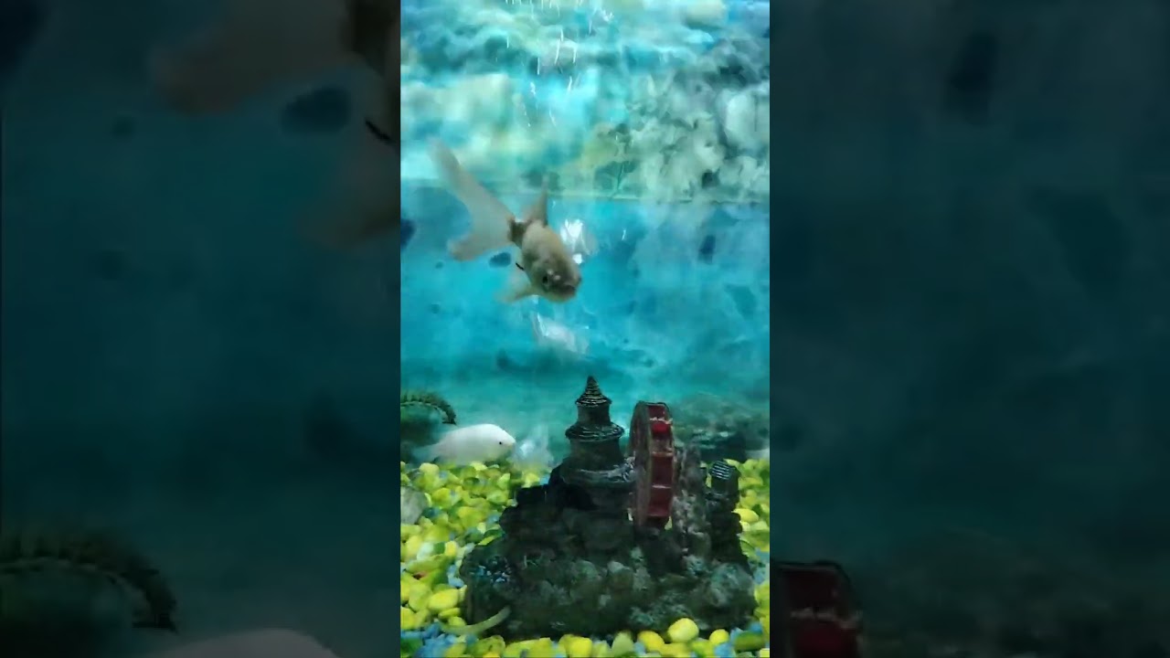 Zoo home Lucknow Fish hause new video , Lucknow a cheap City fishes ...
