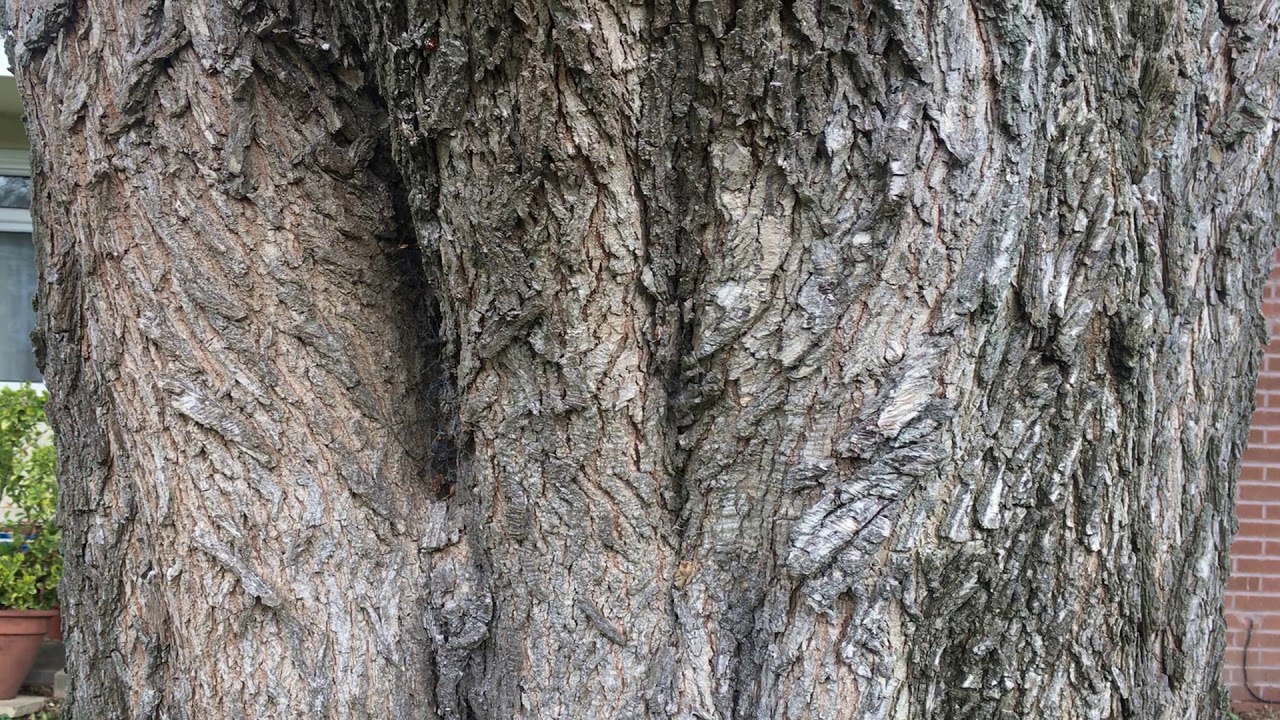 Field Maple - trunk close up - March 2020 - YouTube