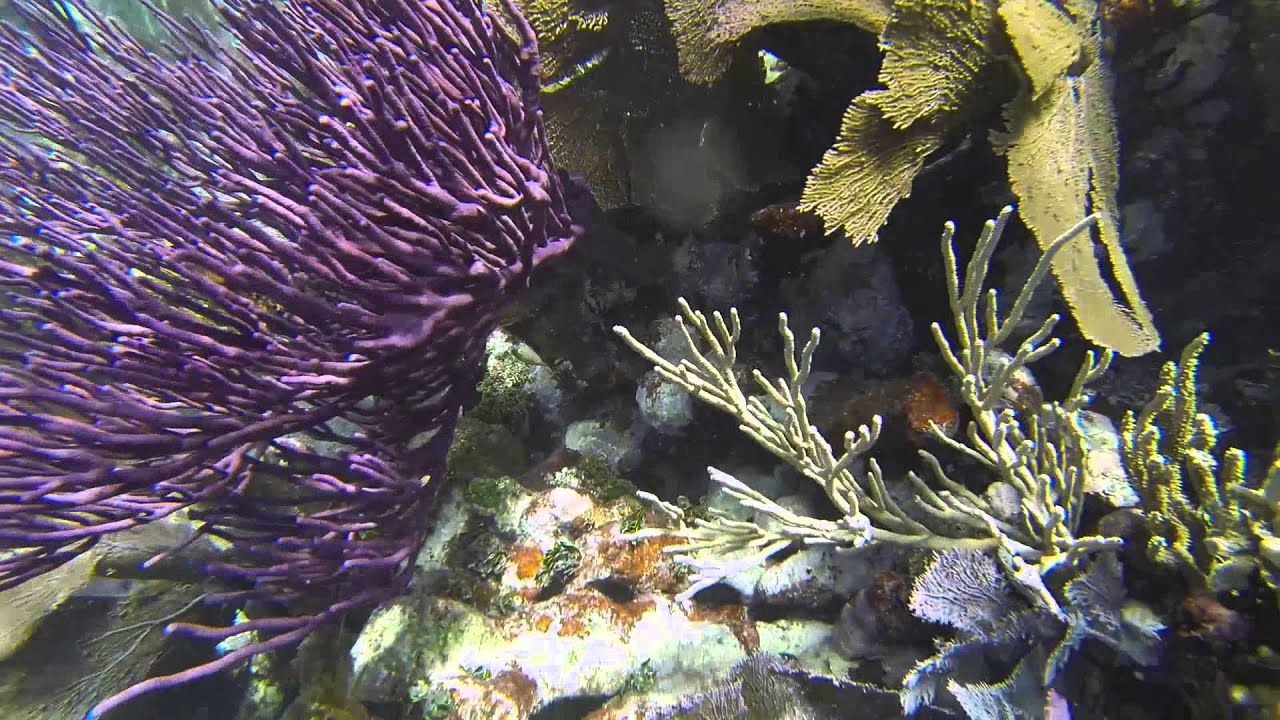 Grecian Rocks Reef | Key Largo, FL - YouTube
