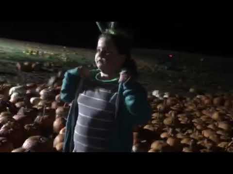 The Pumpkin Patch At Middleton Farms In Pasco, Washington - YouTube