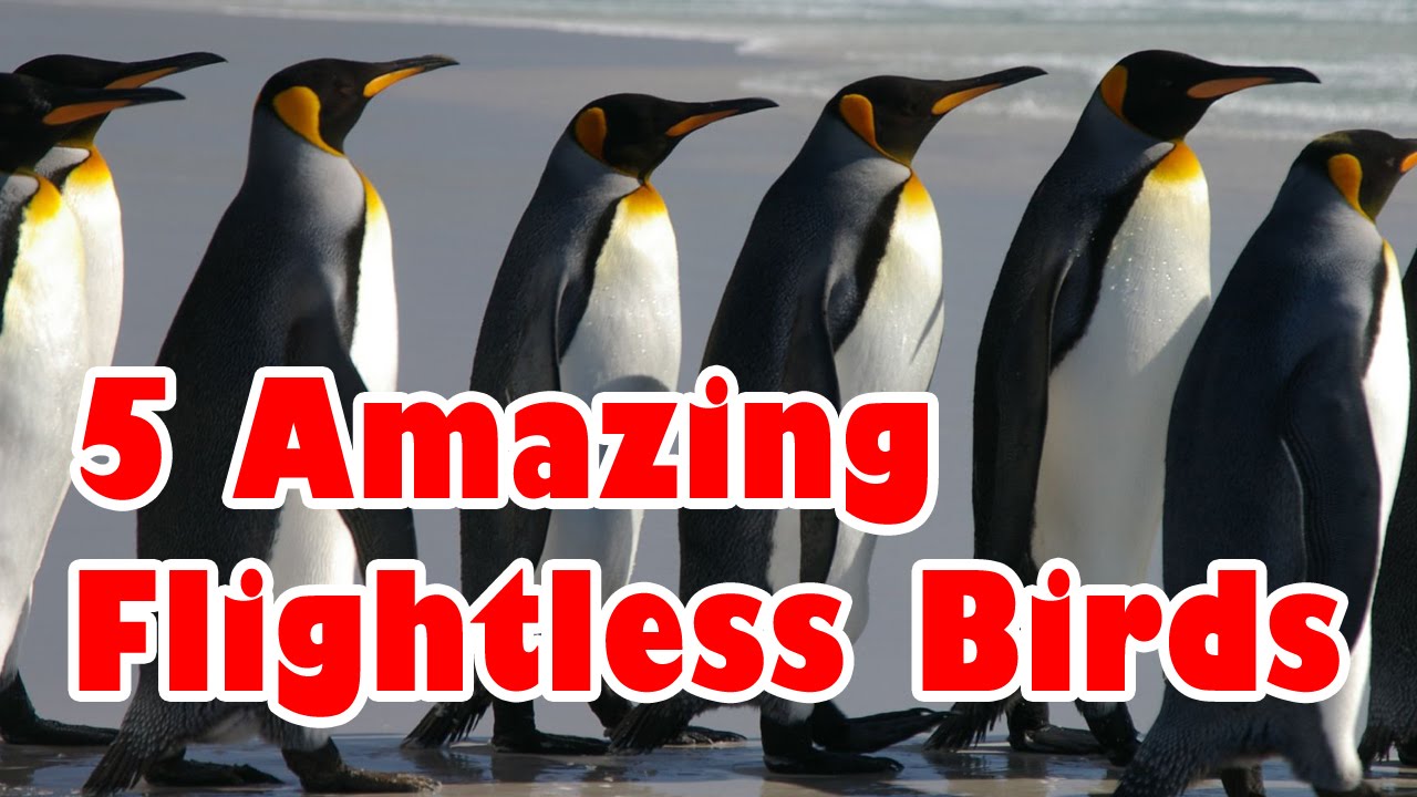 Top 5 Amazing Flightless Birds In The World | Amazing Birds of The ...