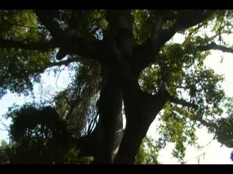 THE MAPOU TREE IN LACUL, LEOGANE - YouTube