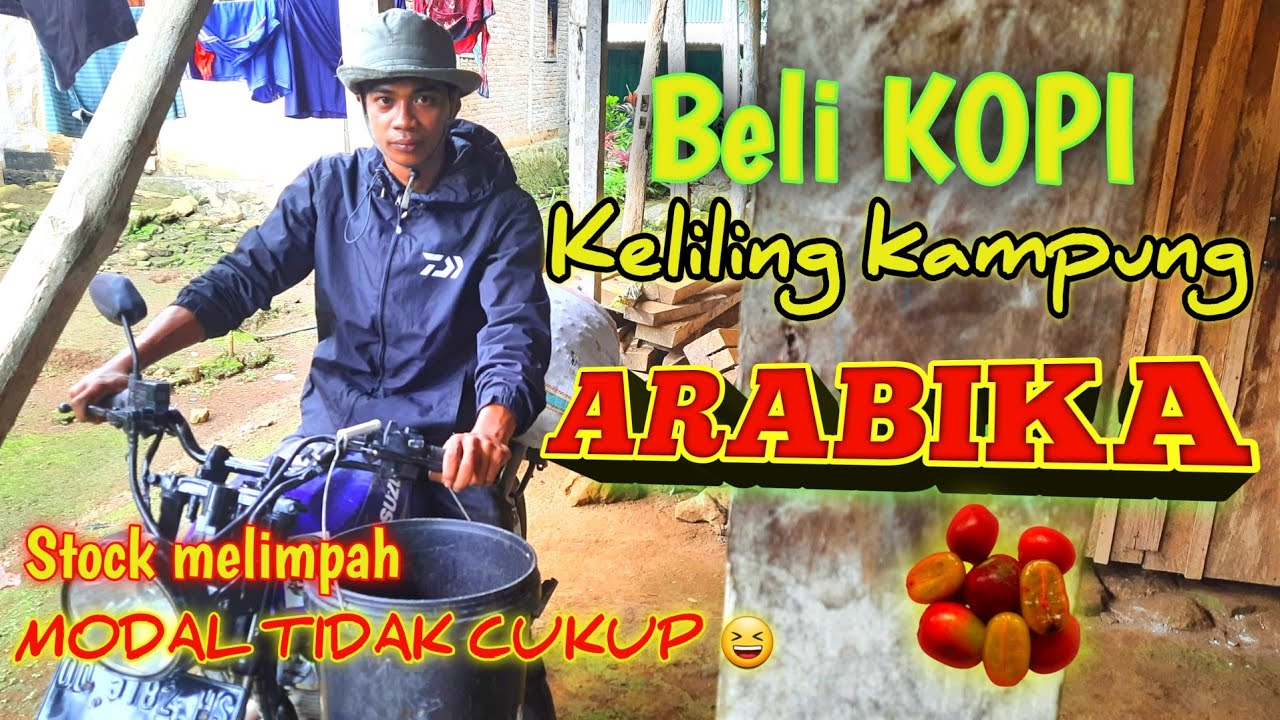 Stock kopi Melimpah. Keliling Kampung lagi membeli Kopi ARABIKA. Desa ...