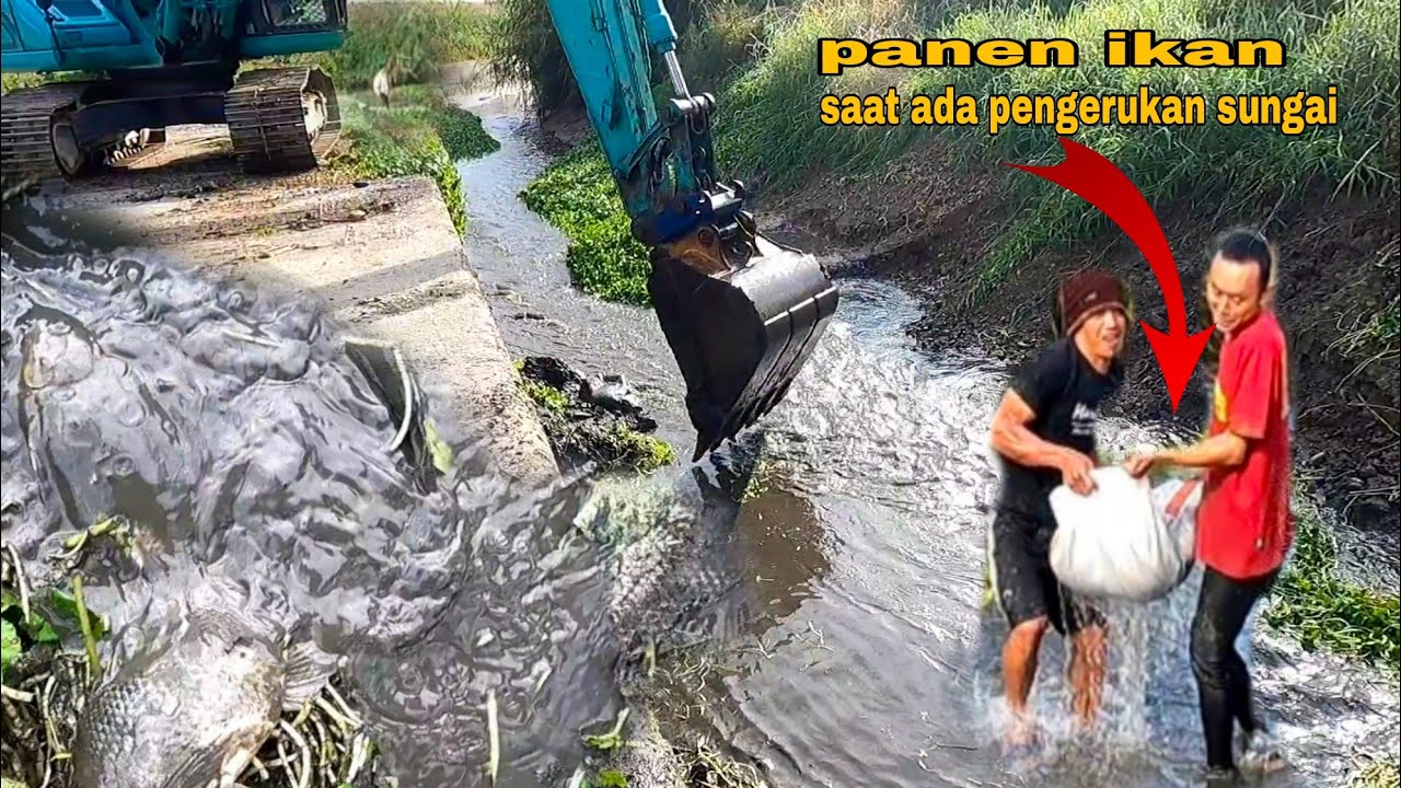 fishing traditional,, menangkap ikan/gogoh @Dungkulfishing - YouTube