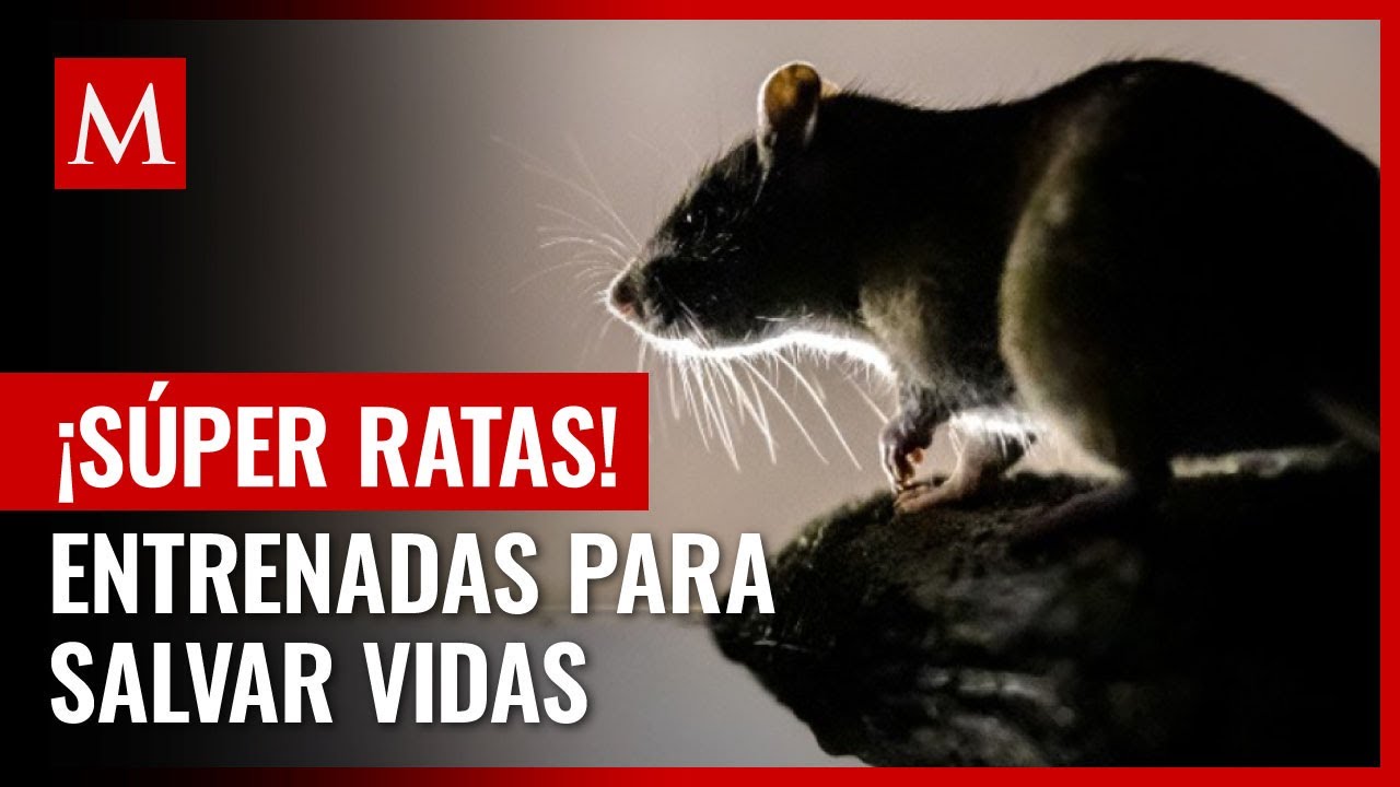 Ratas rescatistas, entrenadas para salvar a personas durante terremotos ...