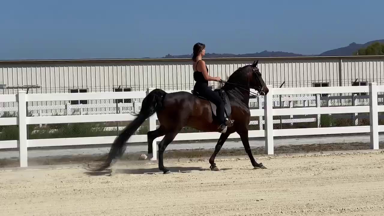ALRIGHT ALRIGHT ALRIGHT: Morgan Gelding For Sale - YouTube