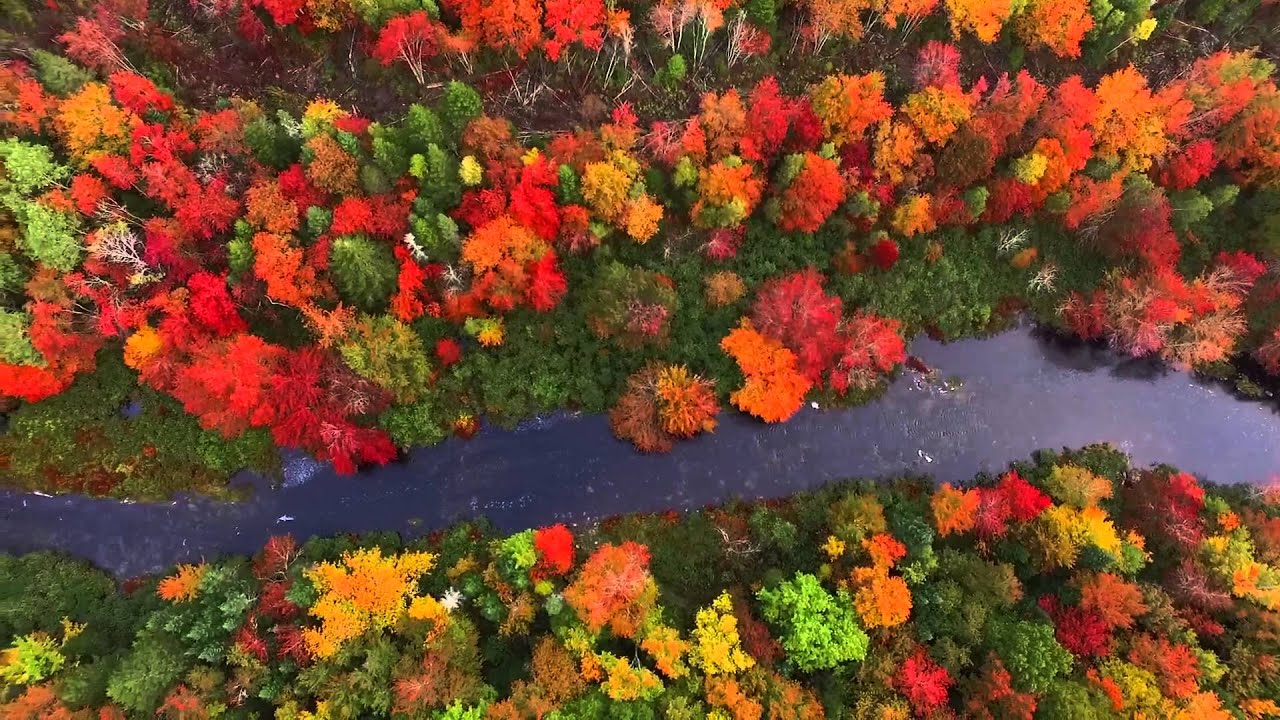 Treetop view of the Fall Leaves in Nova Scotia - YouTube