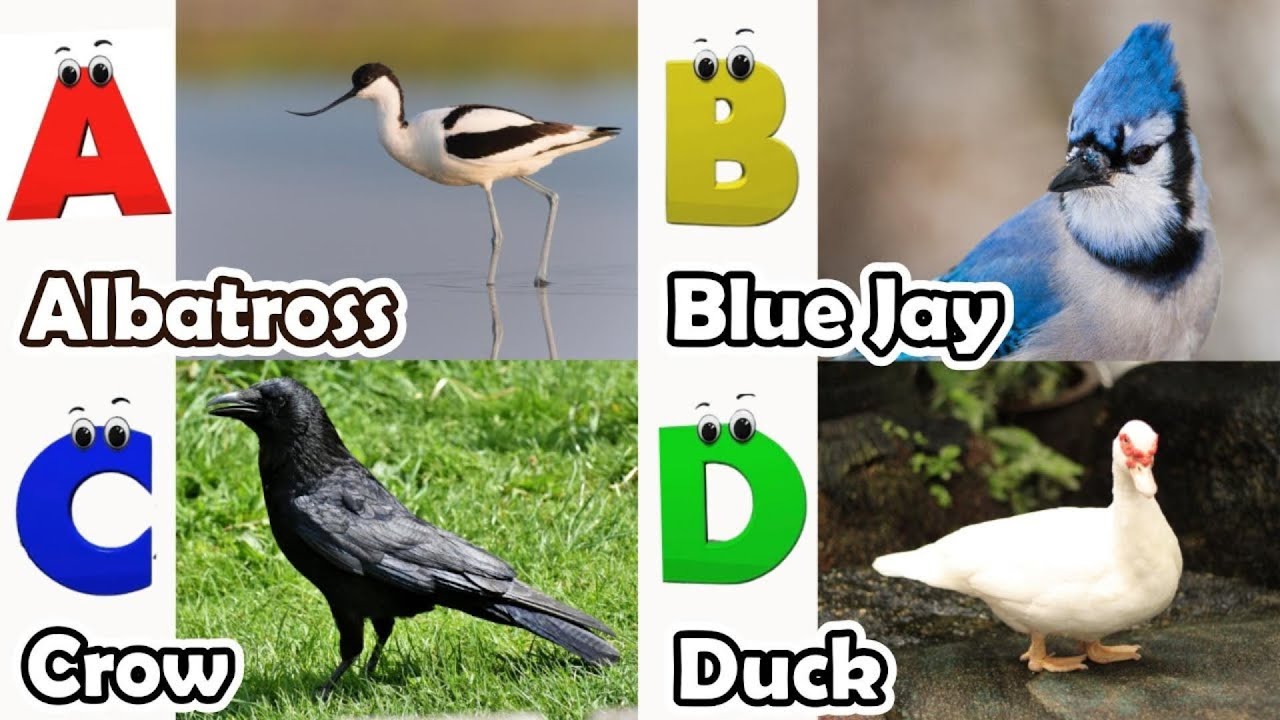 ABC Song | Birds 🐤 ABC Song | Phonics for Kids | Learn ABC | Baby ...