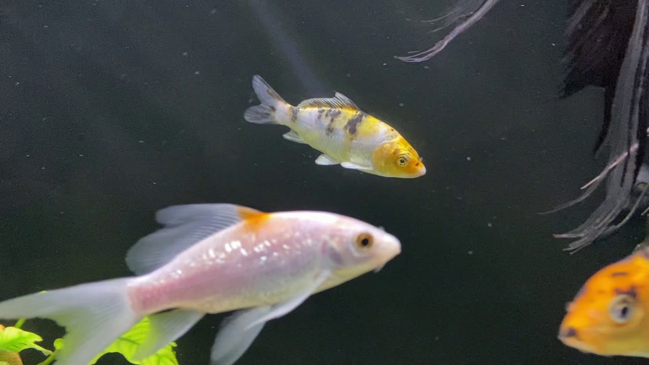 45 gallon planted fish tank - YouTube