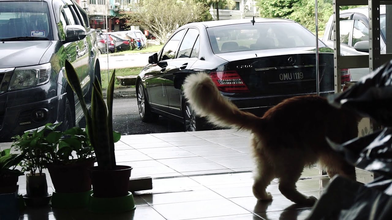 Cat calling - YouTube